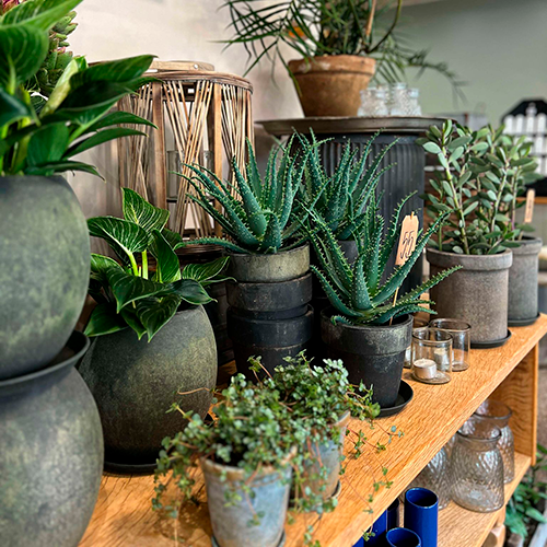 Butik – Acacia Svendborg